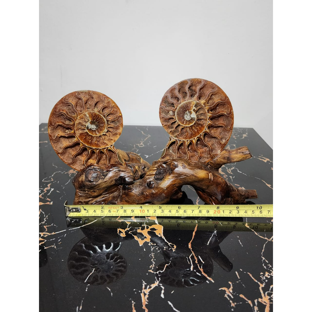 Ammonite Fossil Ammonite Fossil (Good Luck Snail) | Shopee Philippines