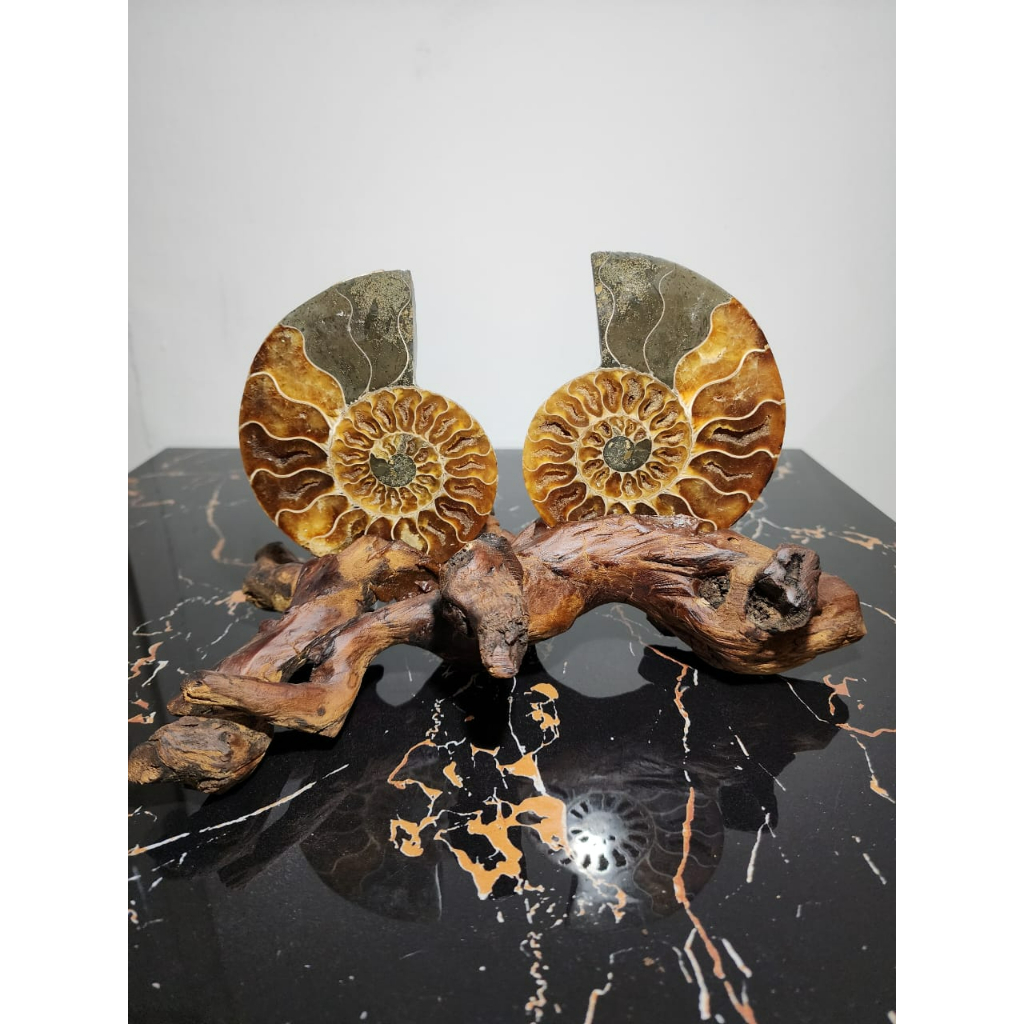 Ammonite Fossil Ammonite Fossil (Good Luck Snail) | Shopee Philippines