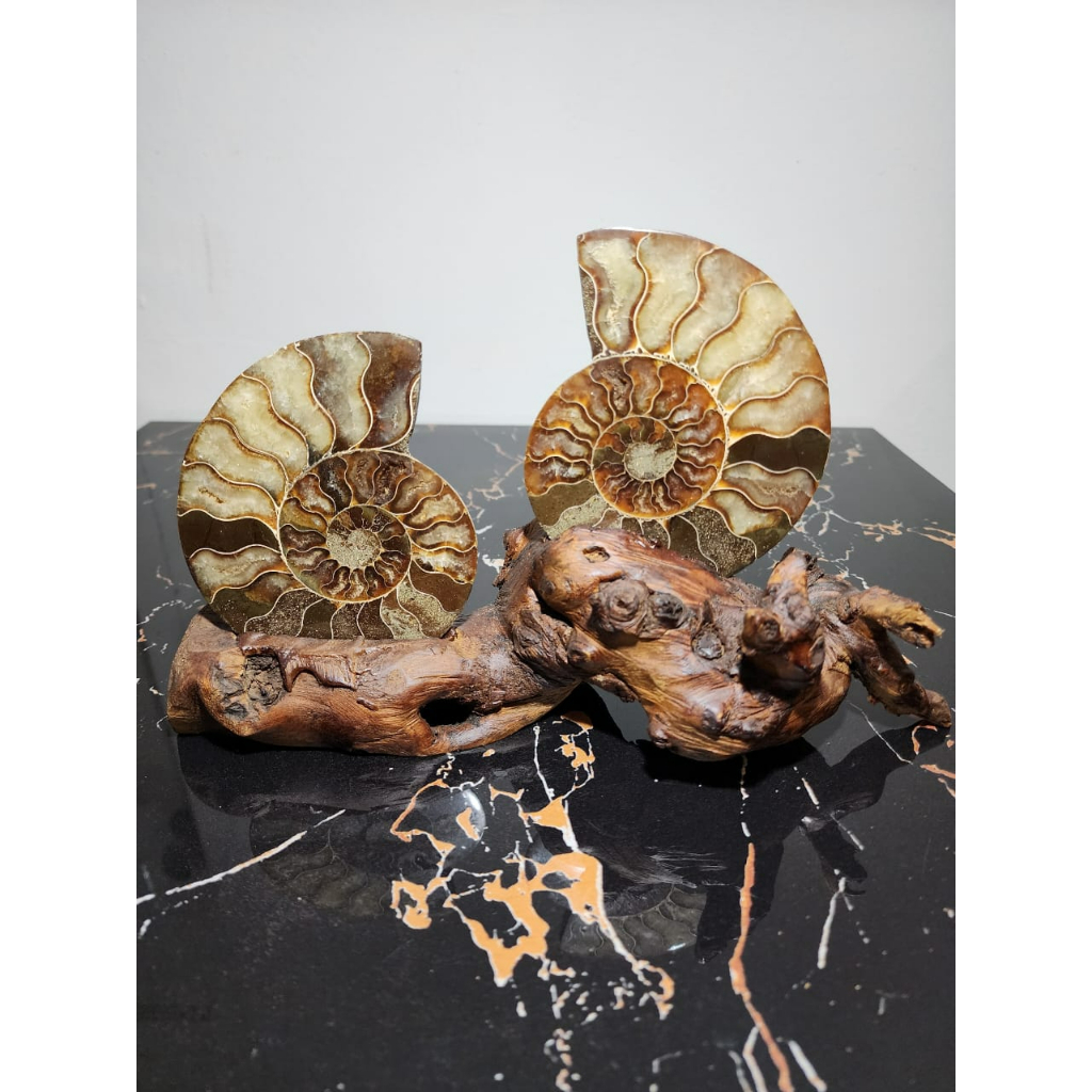 Ammonite Fossil Ammonite Fossil (Good Luck Snail) | Shopee Philippines