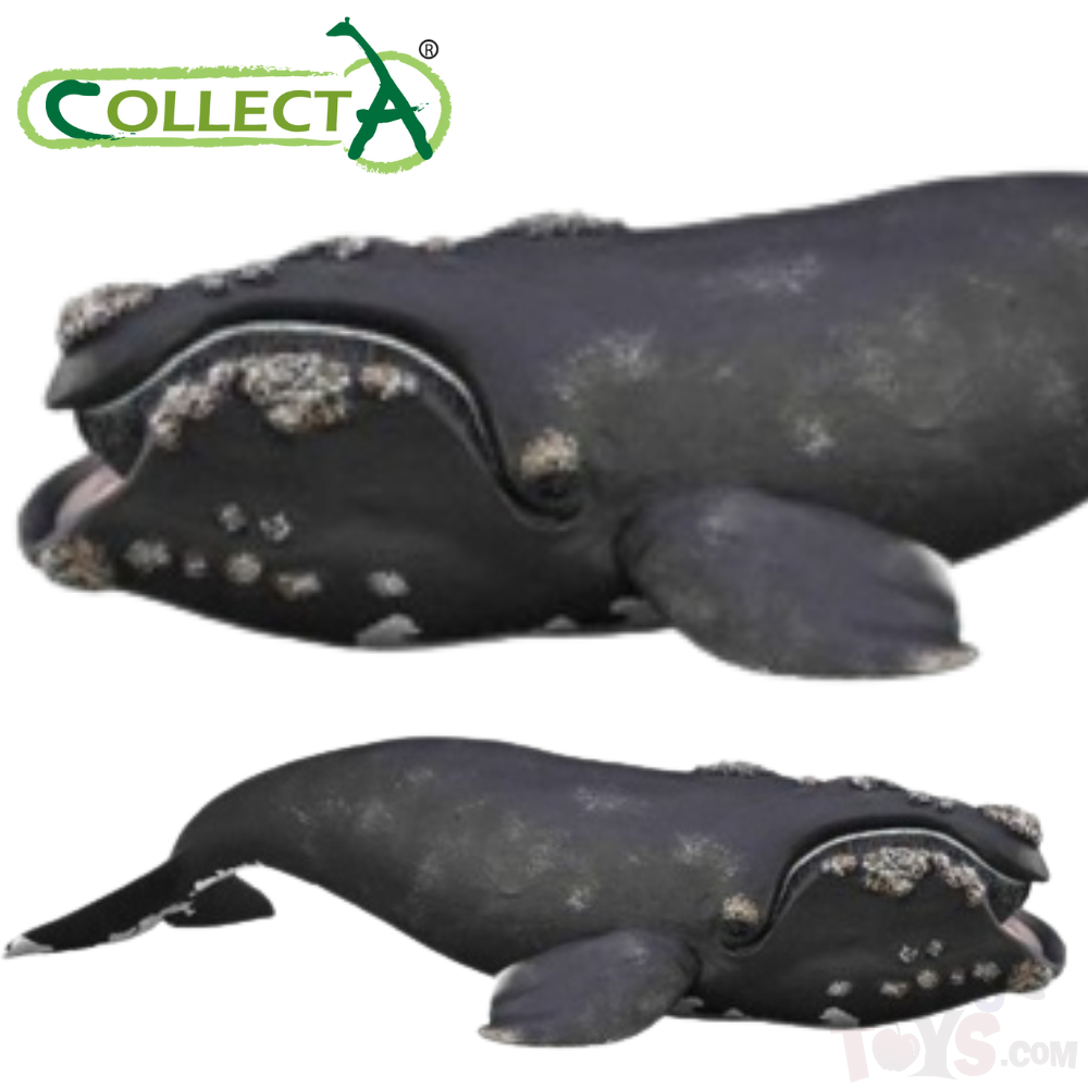 Right Whale - Collecta 88740 Ocean Sea Life Animal Action Figurine ...
