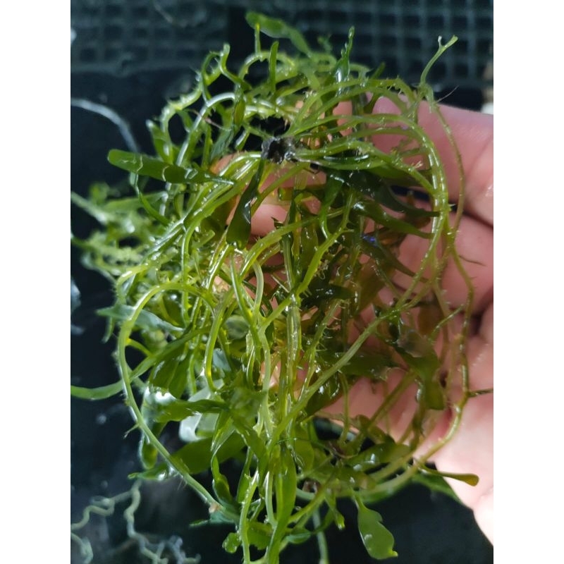 Caulerpa brachypus marine aquarium macro algae 10g | Shopee Philippines