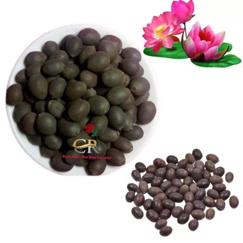 Natural Raw Lotus Seeds For Lakshmi Pooja ( 50 Grams/Packet) | Shopee ...