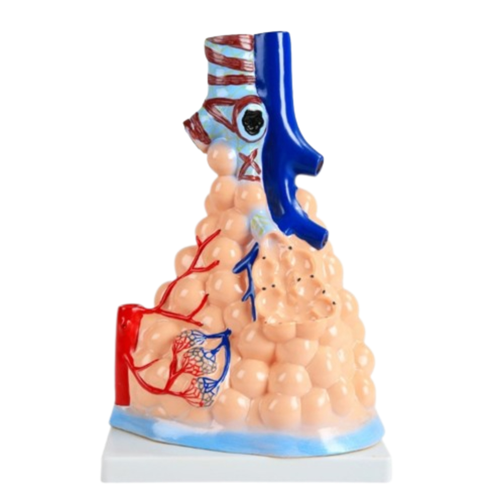 Human Lung Anatomical Model Large Magnified Alveolar Bronchial ...