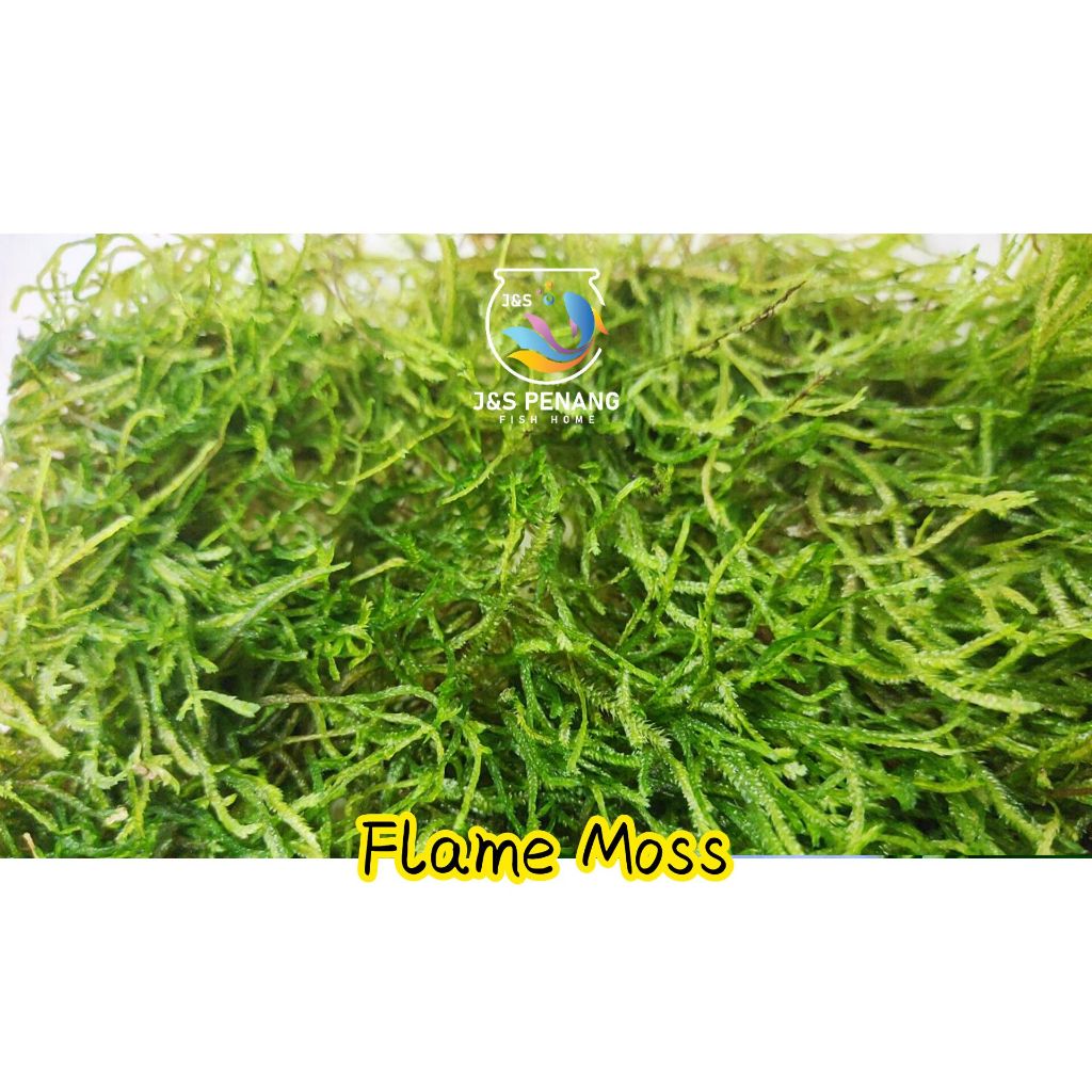 Flame Moss 5cm x 5cm (Taxiphyllum 'Flame') | Shopee Philippines