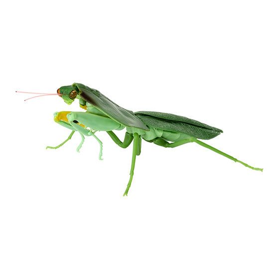 [Bandai] Ikimono Daizukan Mantis 4 昆虫螳螂日本扭蛋 - Gashapon Gachapon ...