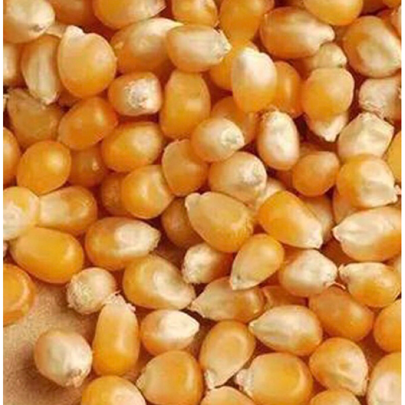 干玉米粒 Popcorn Kernel halal repack 500g | Shopee Philippines