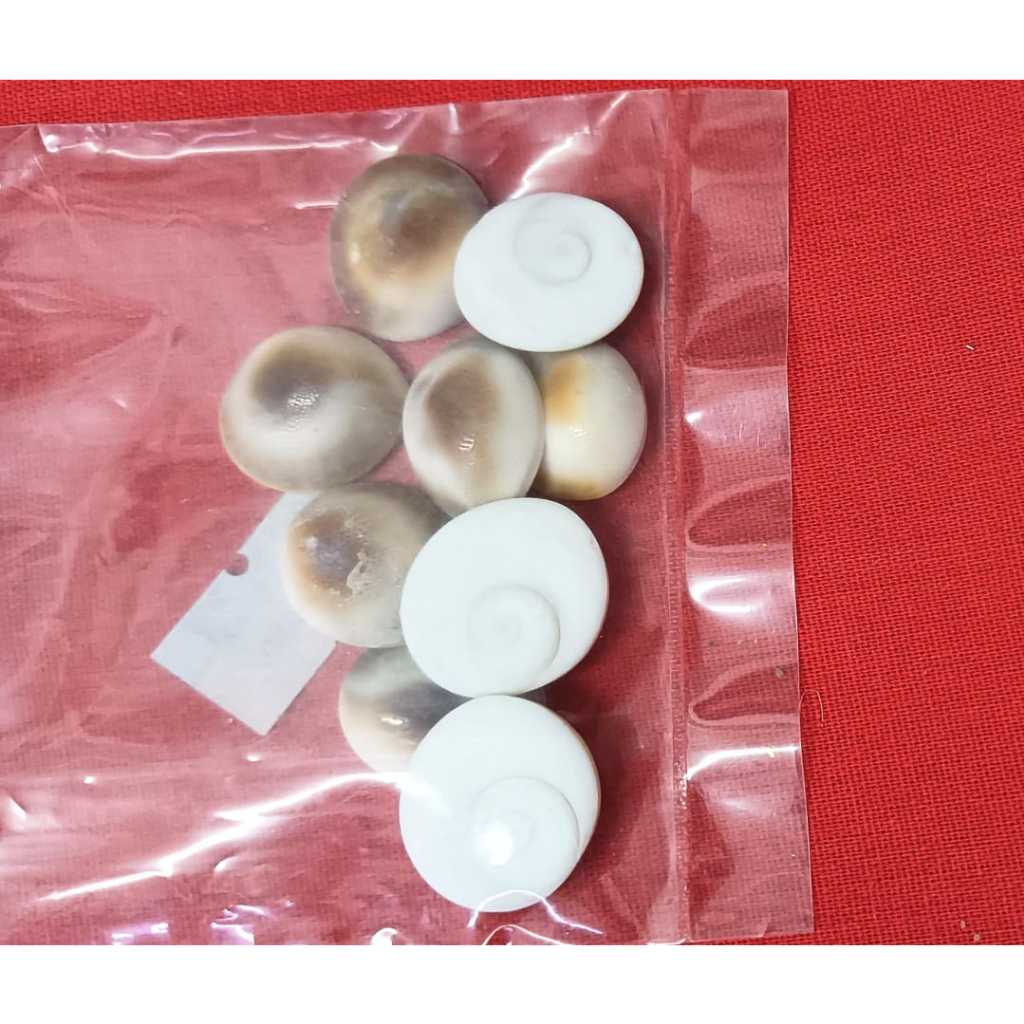 Small Goamathi Gomti Chakras Shell/Stones Gomathi Chakra / No.1 Quality ...