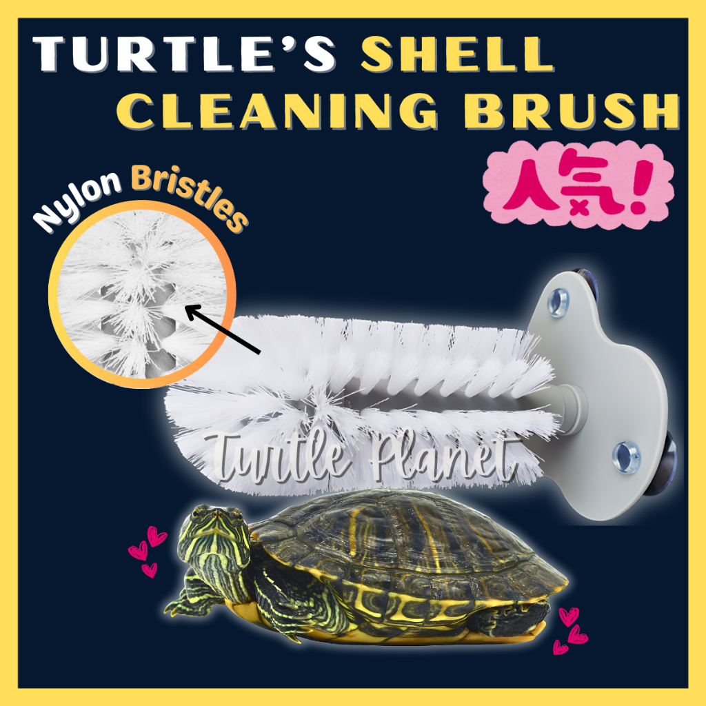 Turtle Back Shell Cleaning Brush Nylon Turtle Shell Care 乌龟背壳刷子 ...