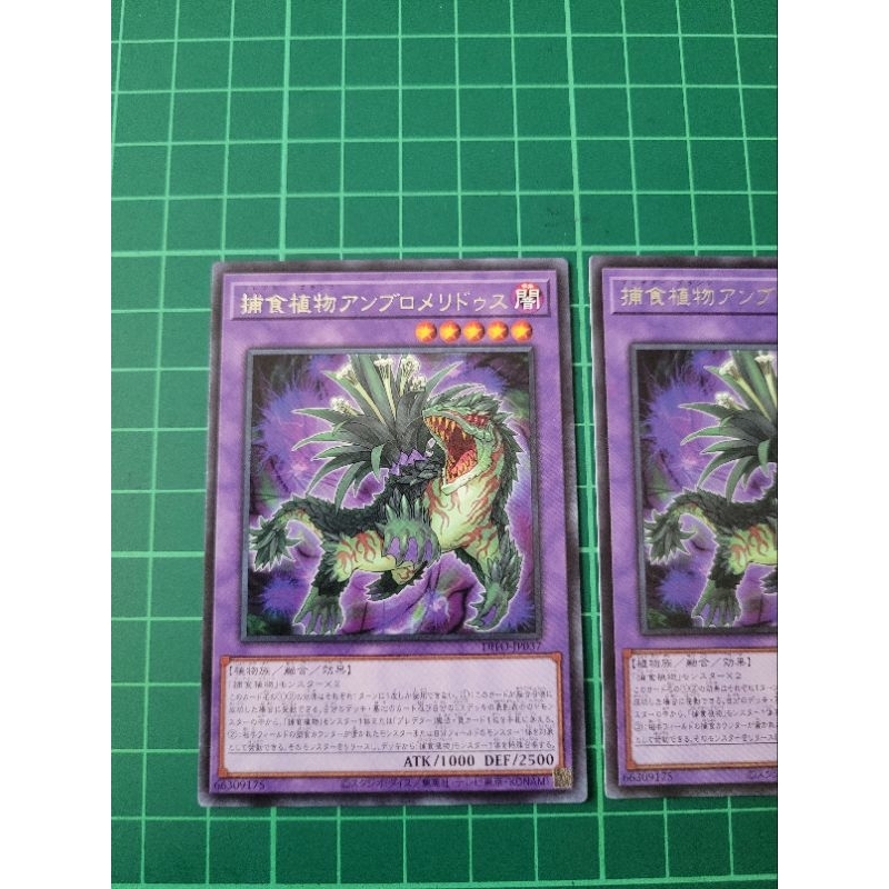 YUGIOH Japanese DIFO-JP037 捕食植物走鯨食蟲鳳梨 Predaplant Ambulomelioides (R) NEAR MINT 97% | Shopee ...
