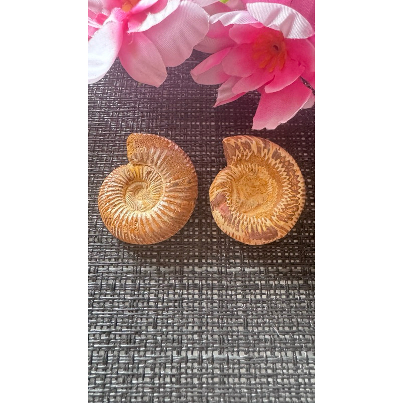 Ammonite Natural Baplov Ammonite Snail.(Two) two) | Shopee Philippines