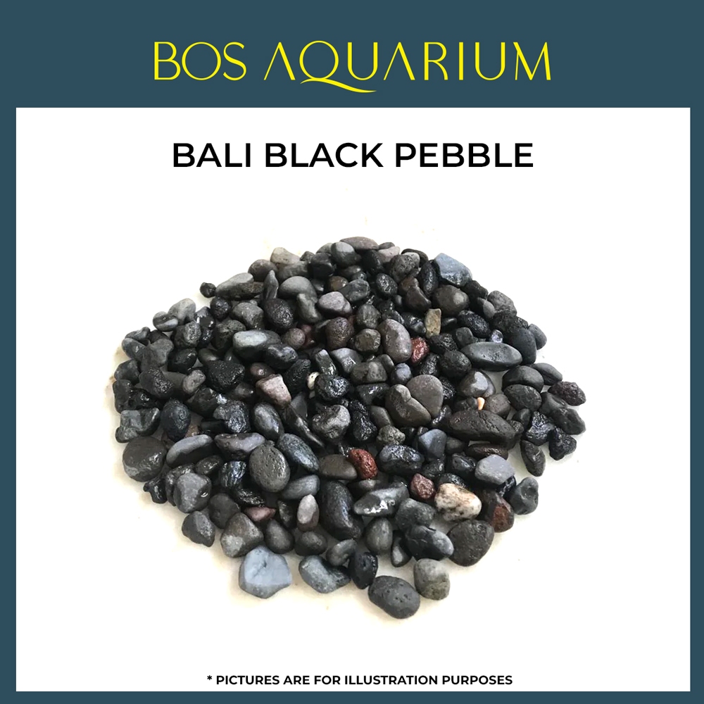 Aquarium Aquascape Bali Black Pebble Stone Assorted 1-2cm Assorted (1KG ...