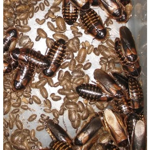 Dubia Roaches Breeding Set/Colony Set/Adult Set | Shopee Philippines