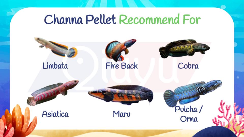 Qiuyu Channa Pellet//Pellet Channa High Protein For 5-6inch+ 秋羽雷龙饲料 ...