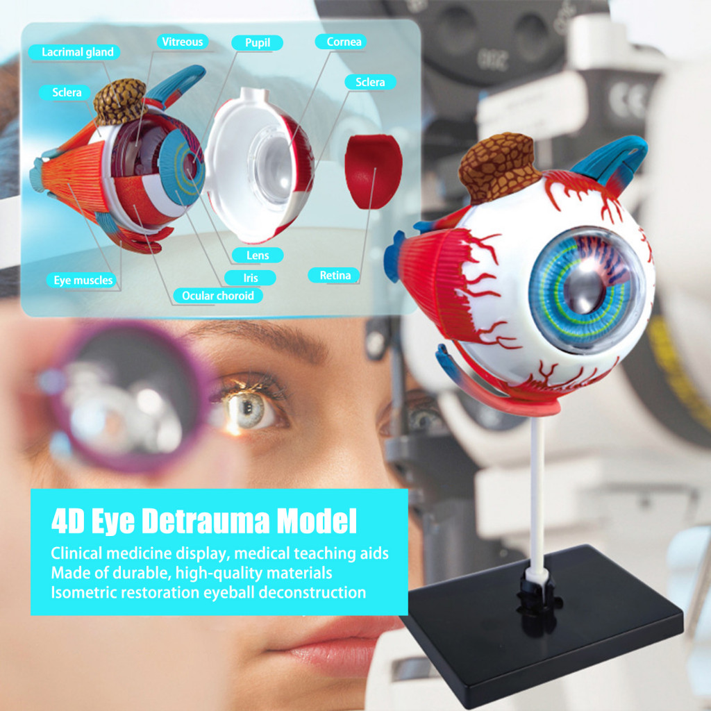 Human Eyeball Model Detachable Accurate Eyes Ball Display Ophthalmology ...