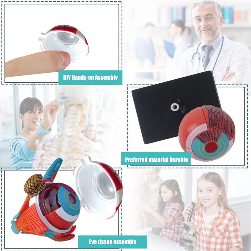 Human Eyeball Model Detachable Accurate Eyes Ball Display Ophthalmology ...
