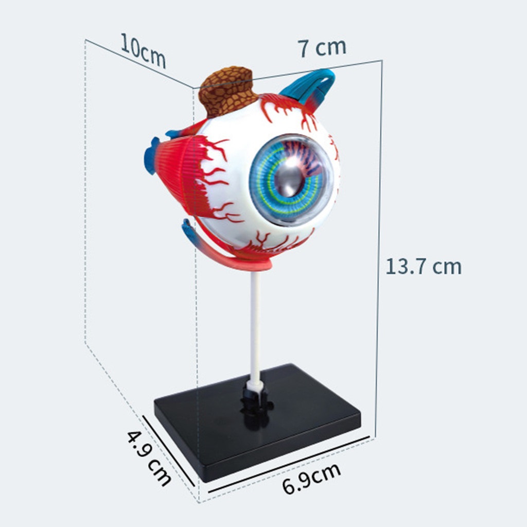 Human Eyeball Model Detachable Accurate Eyes Ball Display Ophthalmology ...