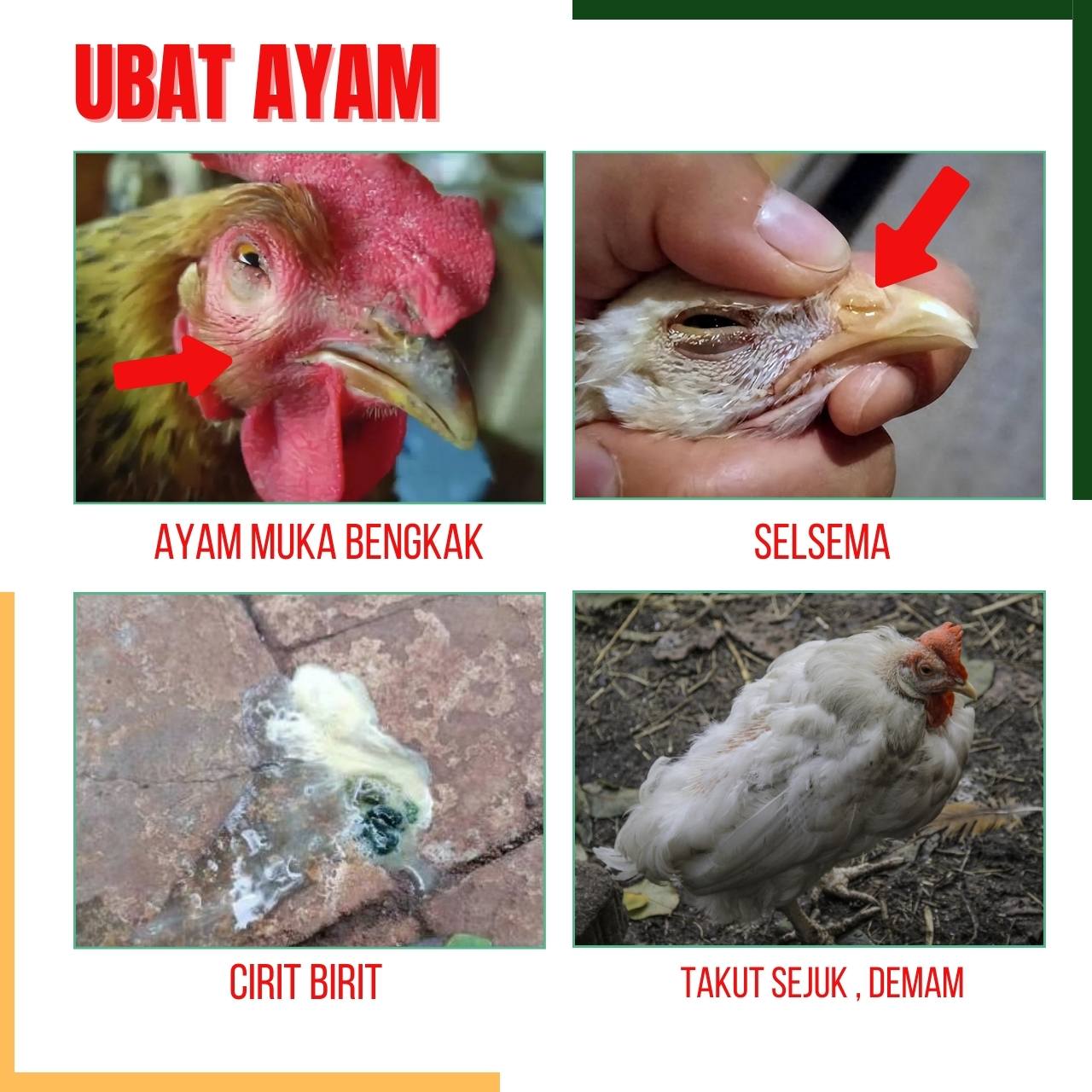 Ayam Chicken Vitamin Vitamin Ayam Obat Ubat 10g | Shopee Philippines