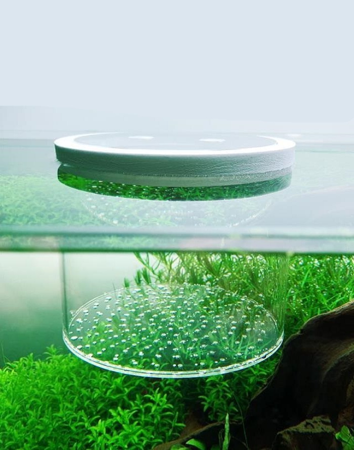 MOFISH Aqua Floating Isolation Box Transparency Acrylic Fish Shrimp ...