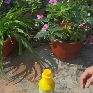 Plant insecticide spray 500ml No harm to plants pesticides for plants ...