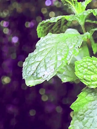 FREE GIFT Causone Liver Cleaning Nasal Box Energy Inhaler Herbal Class Driving Drowsiness Nasal ...