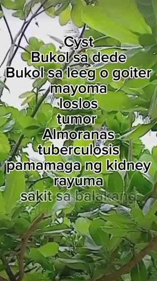 Bitoon Herbal Oil for Bukol: Original and Effective Pantunaw ng mga ...