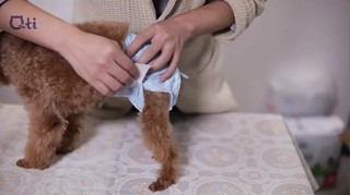 Qti Pet Dog and Cat Diaper XXS XS S M L XL Female Male Dog Diapers Pet ...