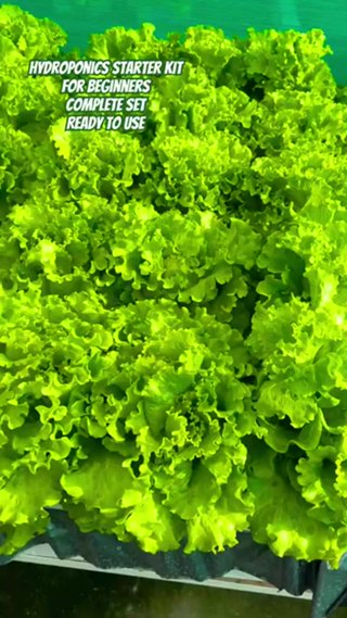 HYDROPONICS STARTER KIT A - FOR BEGINNERS/NO STYRO BOX! (WITH MANUAL ...