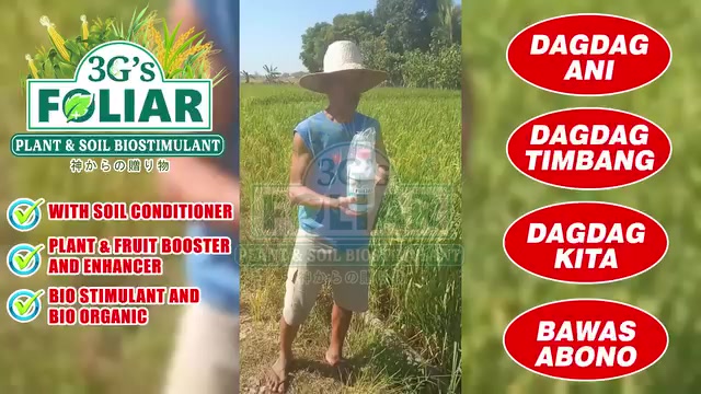 [TTB] 3Gs Japan Super Foliar Fertilizer Gold Plant Vegetable Rice Red ...