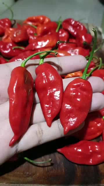 Siling Demonyo Pepper Seeds (Capsicum Chinense) | Shopee Philippines