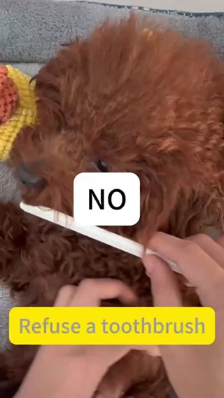 Furcare Bundle by Petcore Grooming Essentials for Cats and dogs pet ...