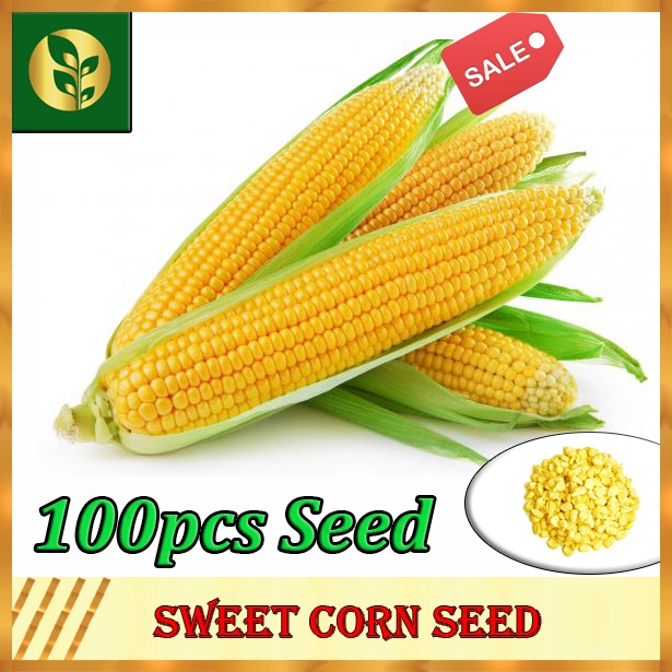 Sweet Corn Seeds | Corn Seeds | Vegetable Seeds | Golden Plant and Seed ...