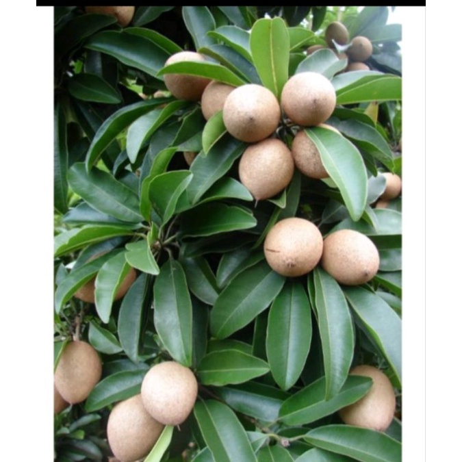 Chico Seeds/Seeds for Planting(10pcs) | Shopee Philippines