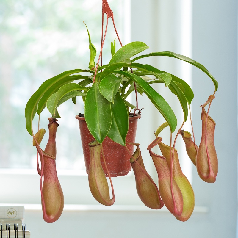 Venus flytrap pig cage bottle pitcher grass potted big mouth ...