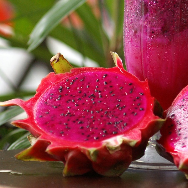 Red Pitahaya Seeds Fresh, Juicy Dragon Fruit Seeds for Your Garden Red ...