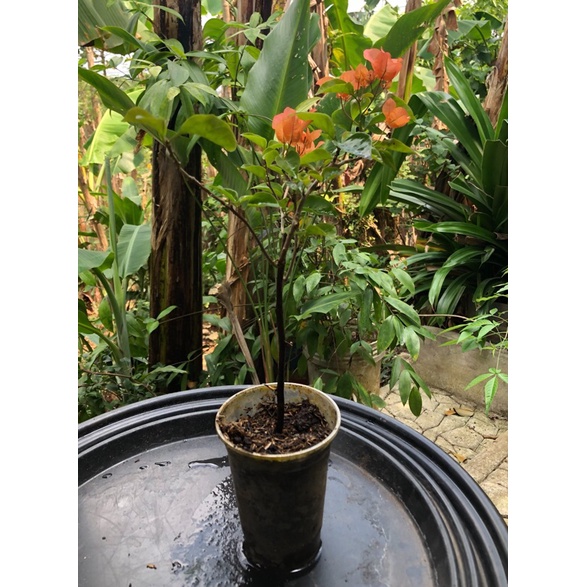 Bougainvillea Bengal Orange - 1 pc Live plant with established roots ...