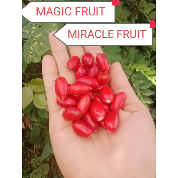 MAGIC FRUIT/MIRACLE FRUIT GOOD CURE FOR ILLNESSES | Shopee Philippines