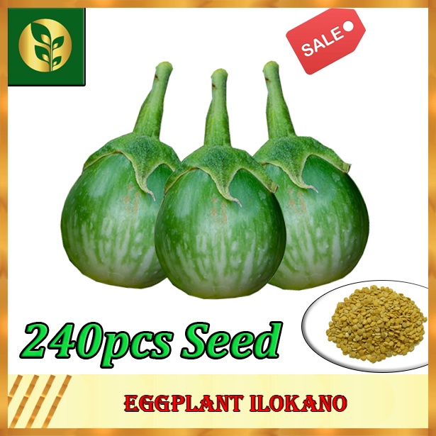 Eggplant Seeds | Talong Seeds | Eggplant Round | Eggplant Ilokano ...