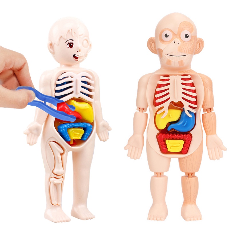 Human Body DIY Assembly 3D Puzzle Anatomy Model Teaching Process Organ ...