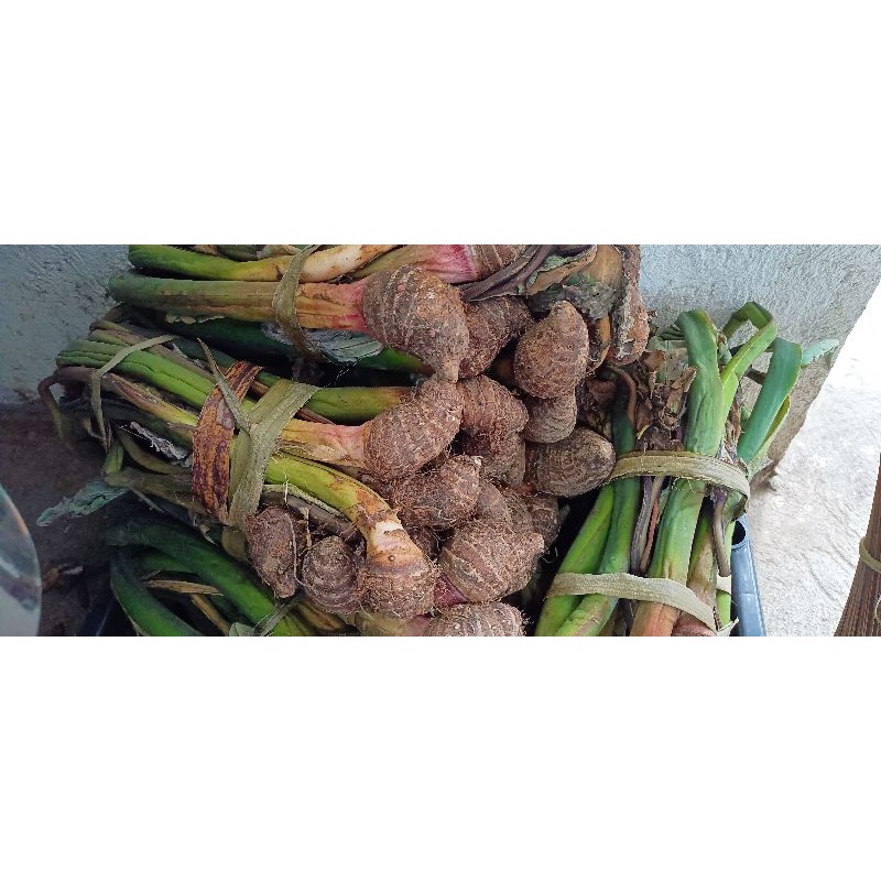 1-bundle Taro Gabi Dahon at Tangkay Pang-laing (Approximately 2.5kg/Bdl ...