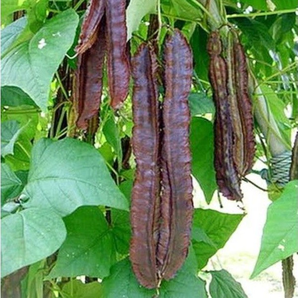 Winged Bean/ Sigarilyas Seeds | Shopee Philippines