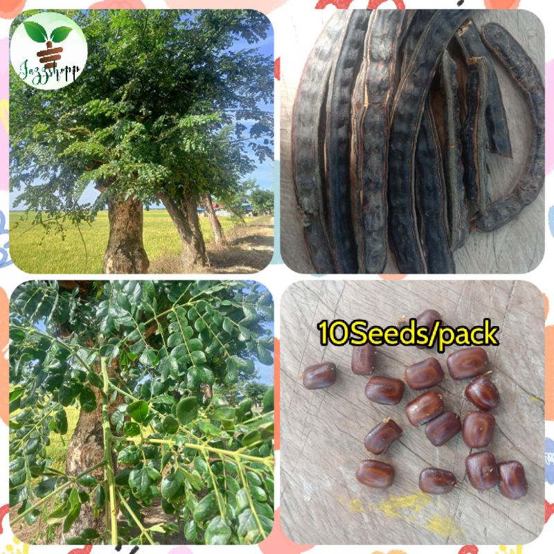 Acacia Tree Seed ( Rain tree ) Seeds for planting(10Seeds | Shopee ...