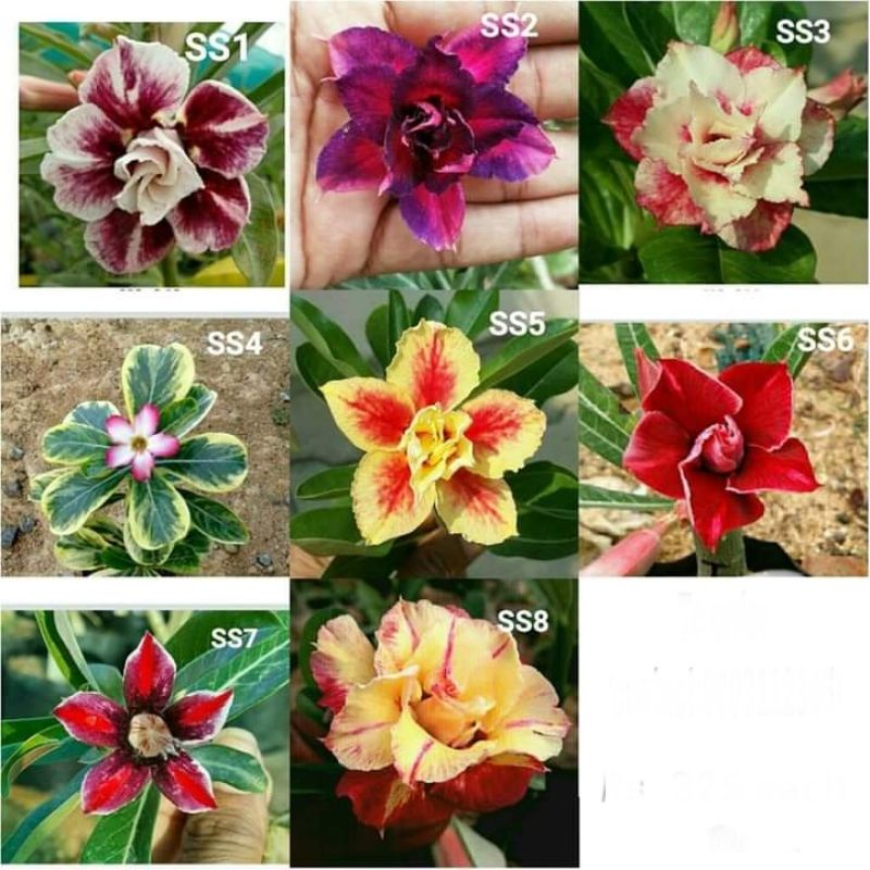 set 4 Rare varieties Adenium Arabicum rose dessert seeds | Shopee ...