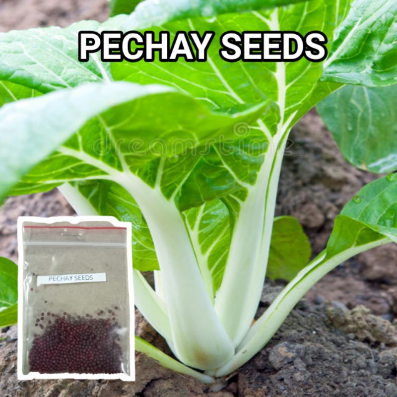 Pechay 200 seeds 1 pouch | Shopee Philippines