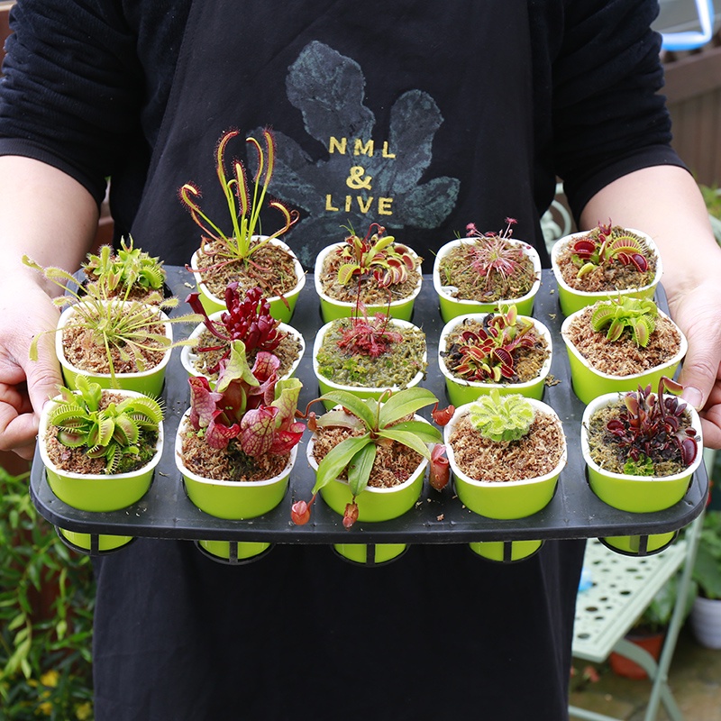 Venus flytrap potted super large seedling nepenthes plant cannibal ...