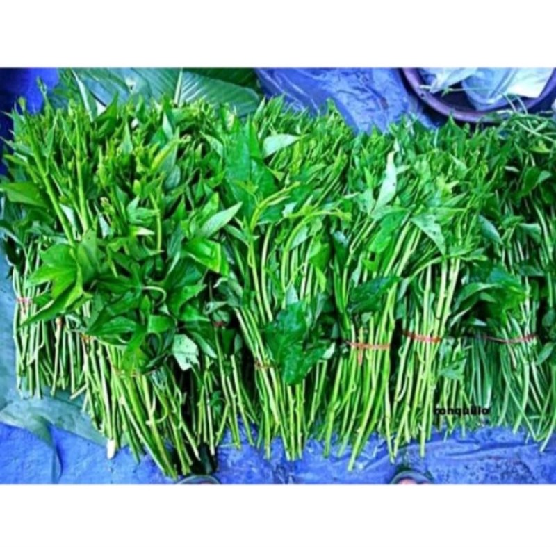 Kamoteng Baging Cuttings/Cuttings Good For Planting(20cuttings ...