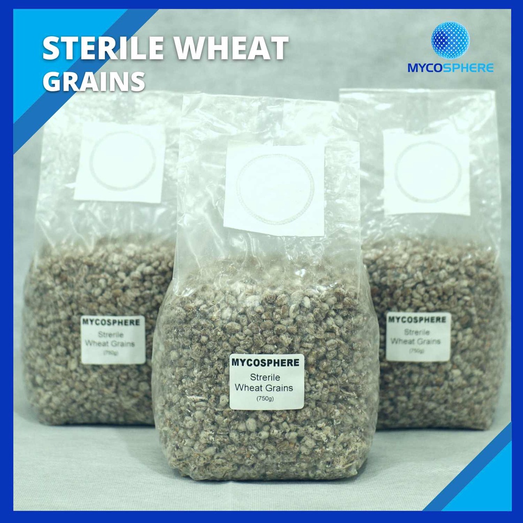 Sterile Hydrated Wheat Grains - 1L Supplemented Sterile Wheat Grains ...