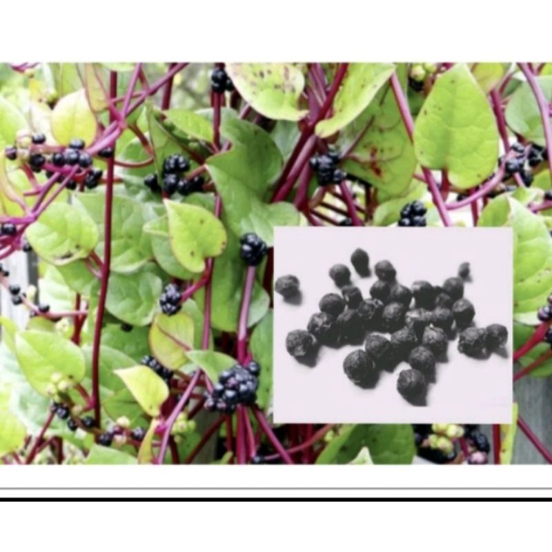 Alugbati Seeds/Seeds for Planting(40seeds/per pack) | Shopee Philippines