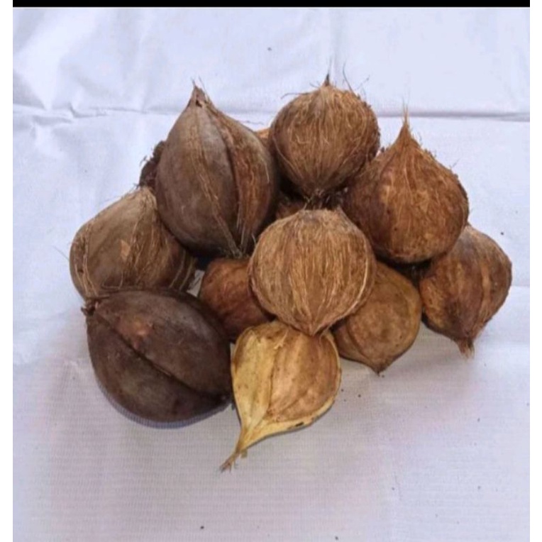 Bitoon seeds, assorted sizes 1 kilogram gamot sa bukol/goiter/cyst ...