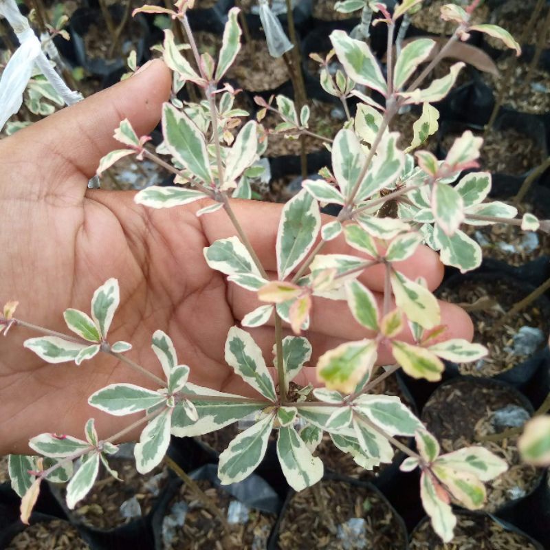 African talisay variegated .. | Shopee Philippines
