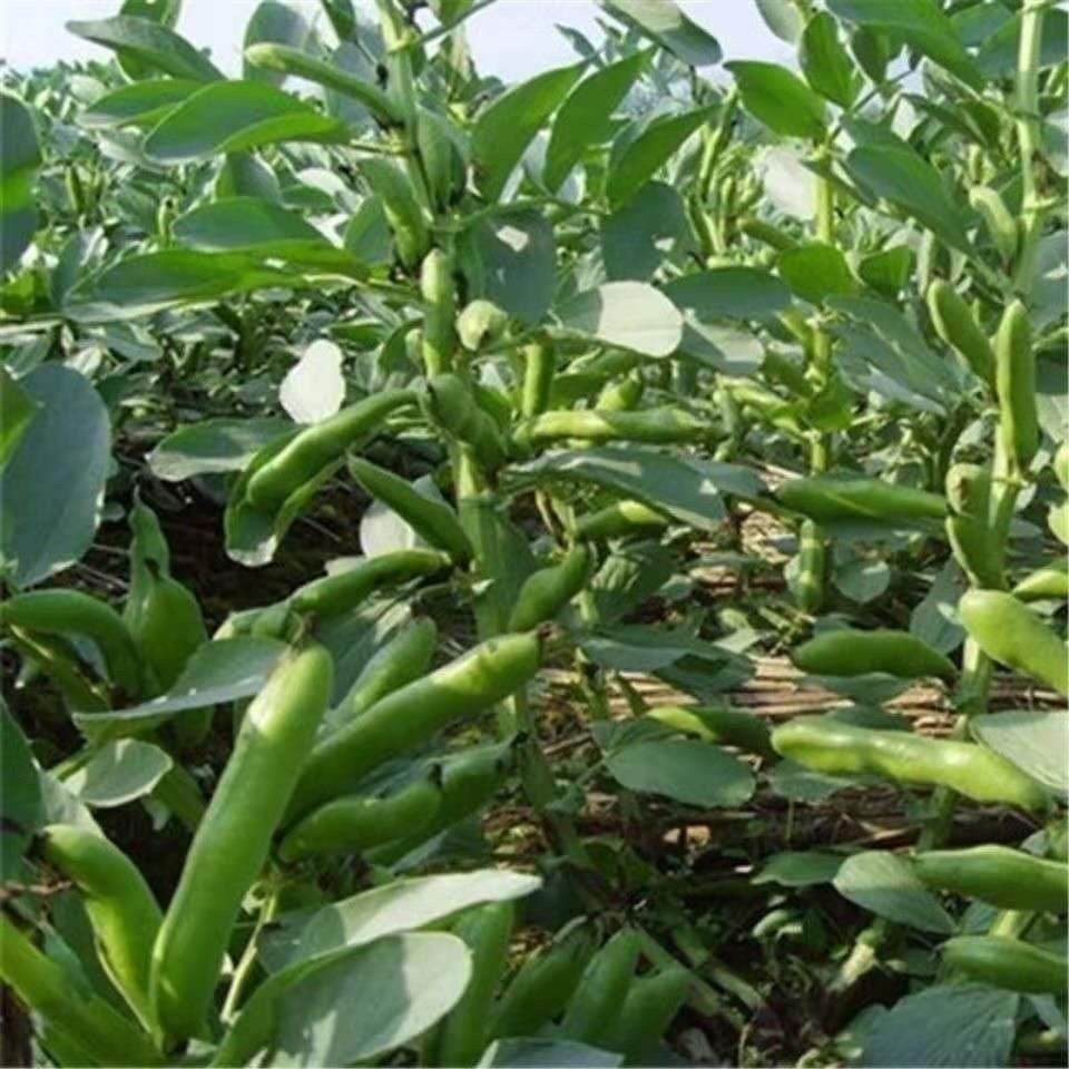 Japan s large white-skinned broad bean seeds farmhouse self-planted ...